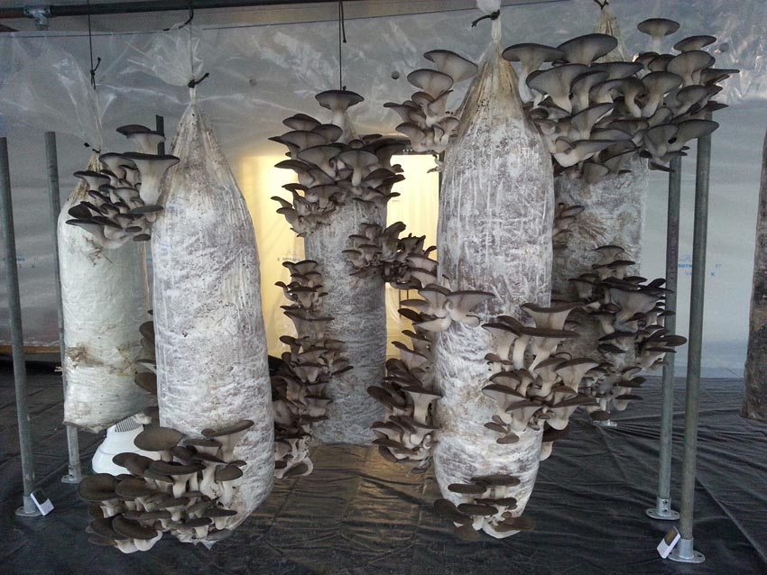 GroCycle Urban Mushroom Farm - GroCycle GroCycle Urban Mushroom Farm - GroCycle