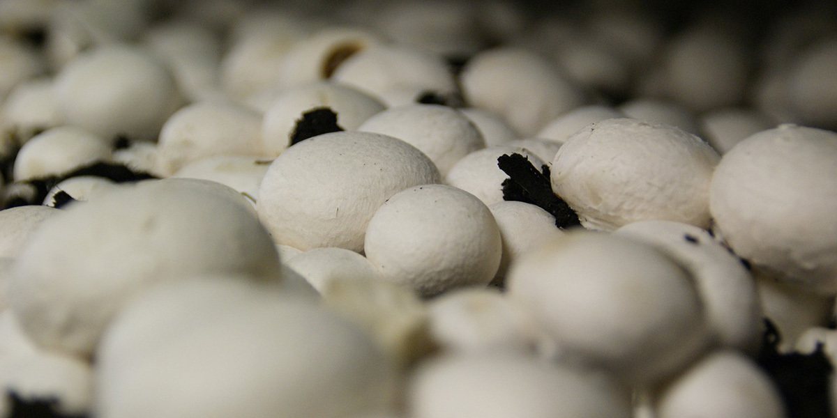 20 Popular Types Of Mushrooms (And Their Uses) - GroCycle