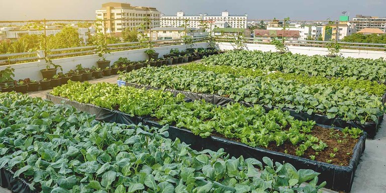Urban Farming Ultimate Guide and Examples | GroCycle