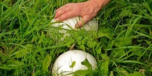 Puffball Mushrooms: The Ultimate Guide | GroCycle