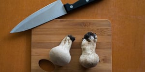 Puffball Mushrooms: The Ultimate Guide | GroCycle