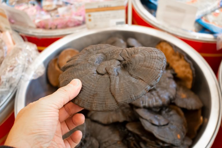 A Complete Guide to Reishi Mushrooms | GroCycle
