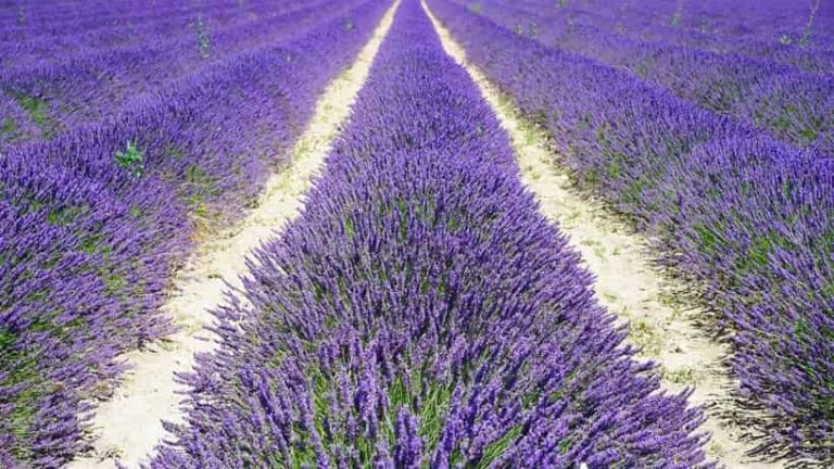 Top 13 Most Profitable Crops To Grow | GroCycle