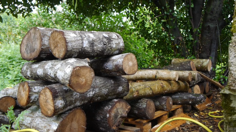 How To Grow Mushrooms On Logs: The Ultimate Guide | GroCycle