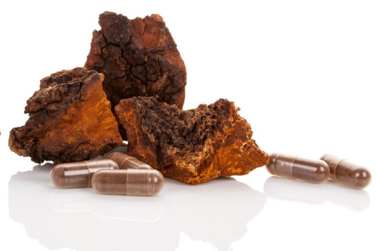 A Complete Guide to Chaga Mushrooms | GroCycle