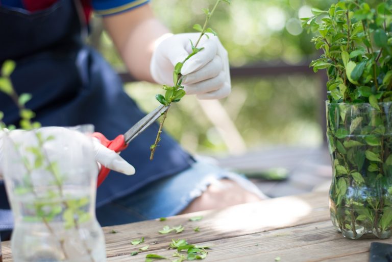 How to Propagate Plants: A Guide to Plant Cuttings | GroCycle