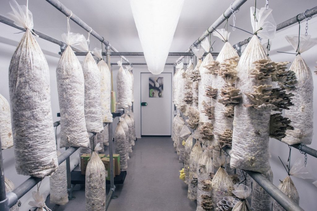 How To Start A Mushroom Farming Business Mushroom Business Plan