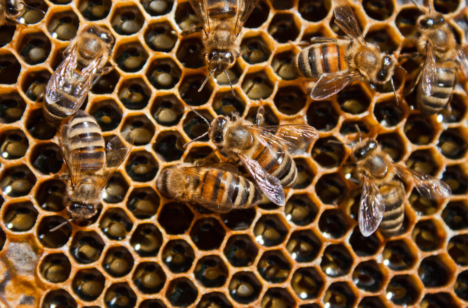 Beekeeping for Profit: A Guide to Making Money with Bees | GroCycle