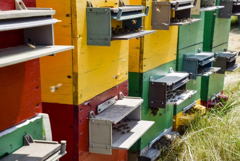 Beekeeping for Profit: A Guide to Making Money with Bees | GroCycle