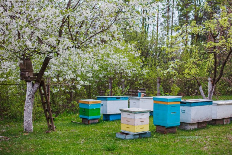Beekeeping for Profit: A Guide to Making Money with Bees | GroCycle