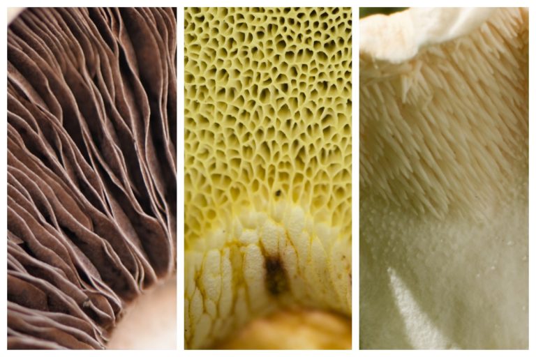 A Guide to All the Parts of a Mushroom | GroCycle