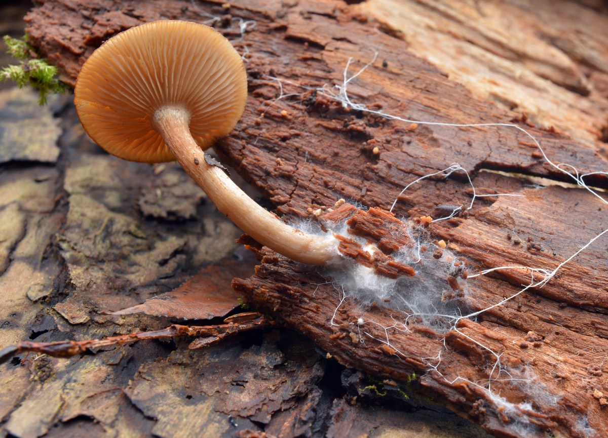 A Guide to All the Parts of a Mushroom | GroCycle