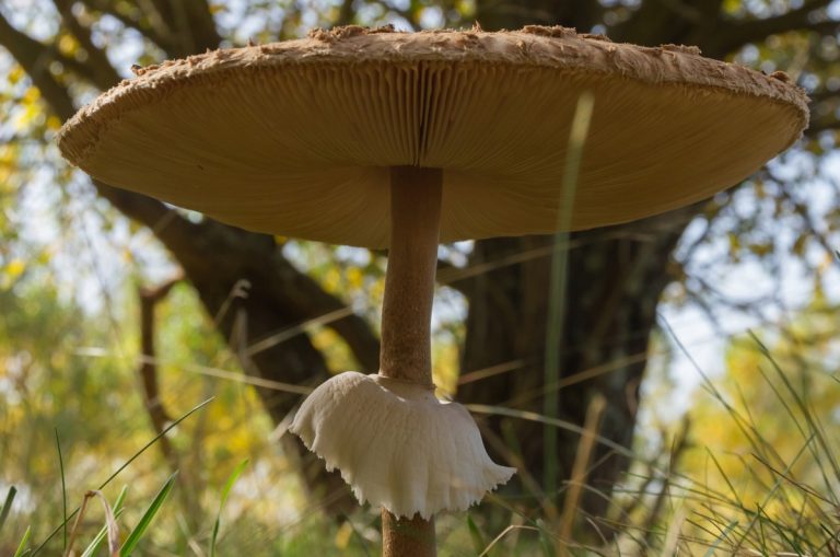 A Guide to All the Parts of a Mushroom | GroCycle