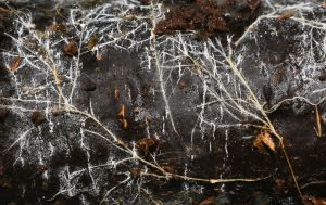 A Detailed Explanation of the Mushroom Life Cycle | GroCycle