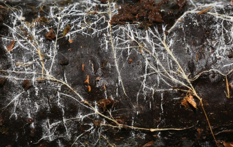 A Detailed Explanation of the Mushroom Life Cycle | GroCycle