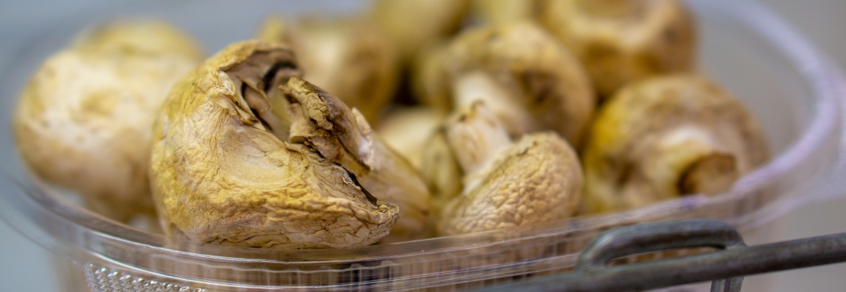 How to Tell if Mushrooms are Bad: The Telltale Signs | GroCycle