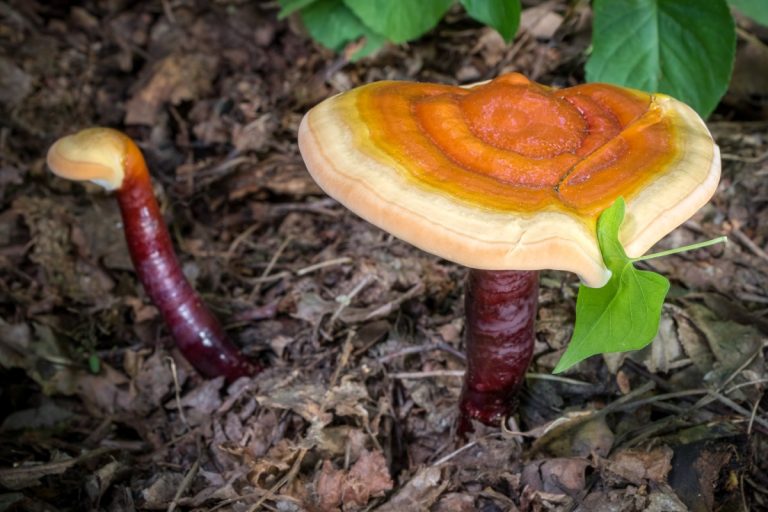 How to Grow Reishi Mushrooms: The Ultimate Guide | GroCycle