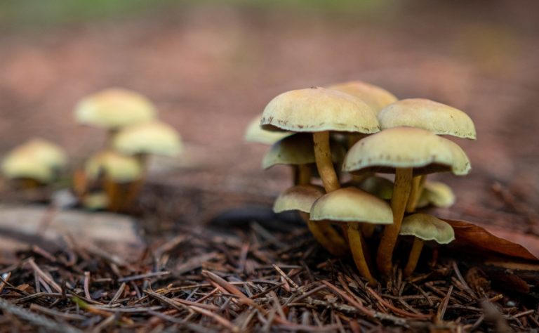 30 Amazing Mushroom Facts To Share With Your Friends | GroCycle