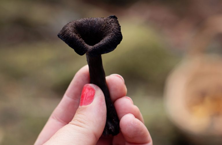 The Complete Guide to Black Trumpet Mushrooms | GroCycle