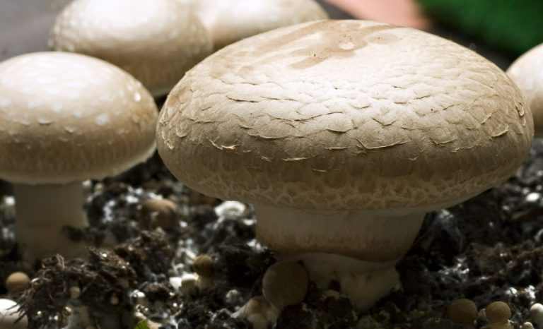 Mushrooms Growing in Your Compost? Here's Why + What to Do | GroCycle