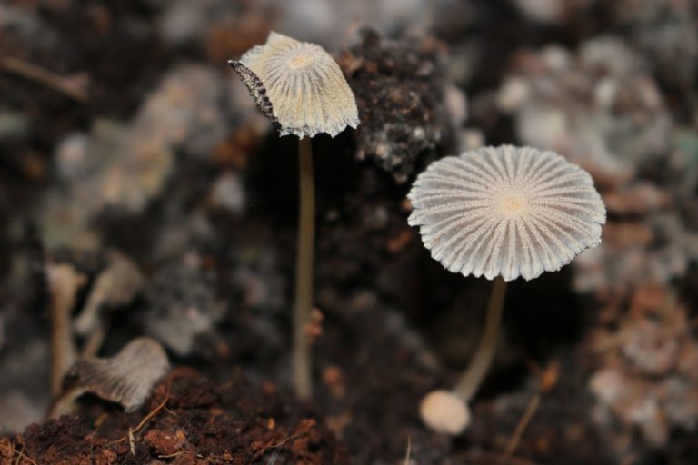 Mushrooms Growing in Your Compost? Here's Why + What to Do | GroCycle