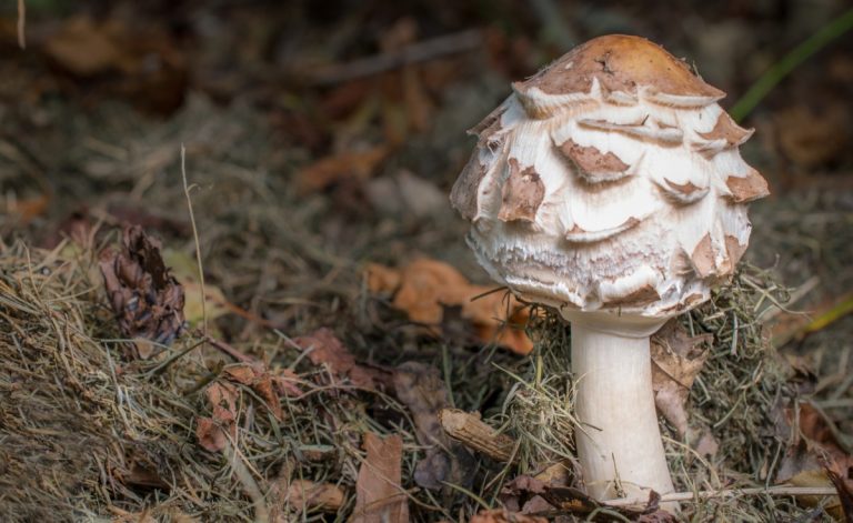 Mushrooms Growing in Your Compost? Here's Why + What to Do | GroCycle