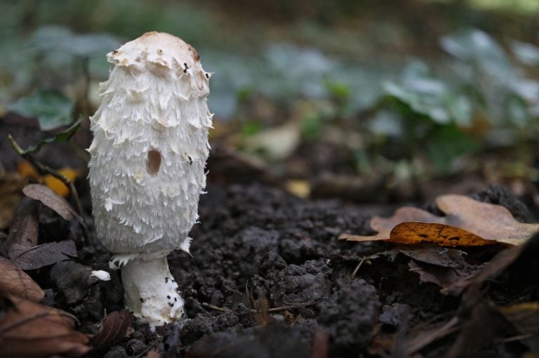 Mushrooms Growing in Your Compost? Here's Why + What to Do | GroCycle