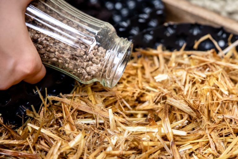 How To Grow Mushrooms on Straw: A Step by Step Guide | GroCycle