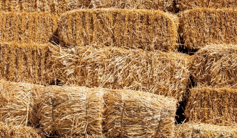 How To Grow Mushrooms on Straw: A Step by Step Guide | GroCycle