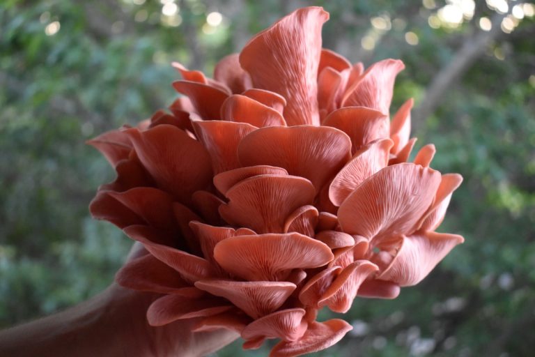 The Ultimate Guide to Pink Oyster Mushrooms | GroCycle
