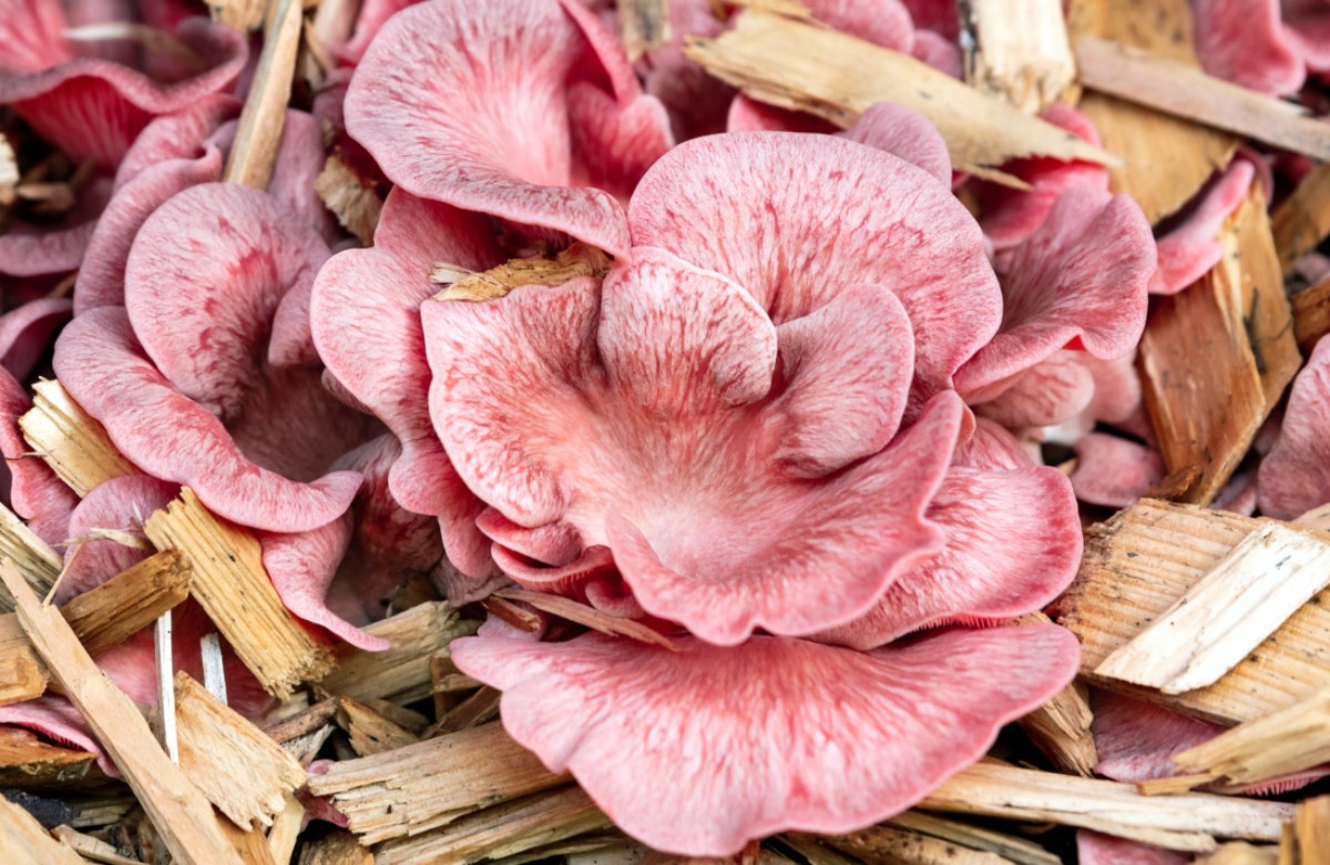 The Ultimate Guide to Pink Oyster Mushrooms | GroCycle