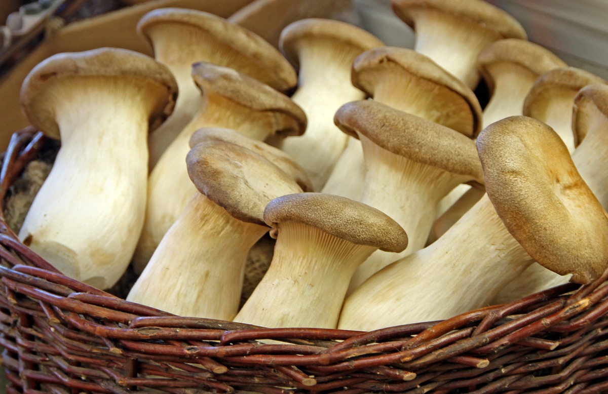 Fresh-king-oyster-mushrooms-in-a-basket | GroCycle