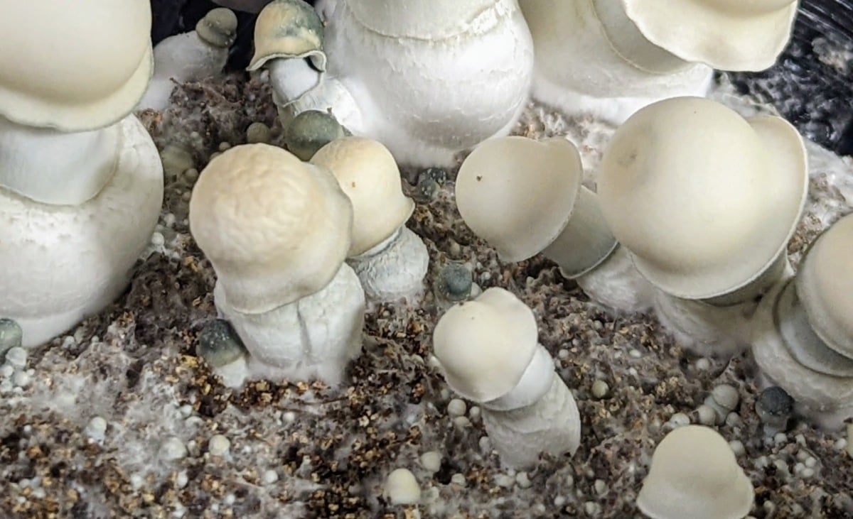 baby-mushrooms-on-a-coco-coir-substrate | GroCycle