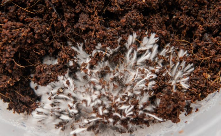 How to Grow Mushrooms on Coco Coir Substrate | GroCycle