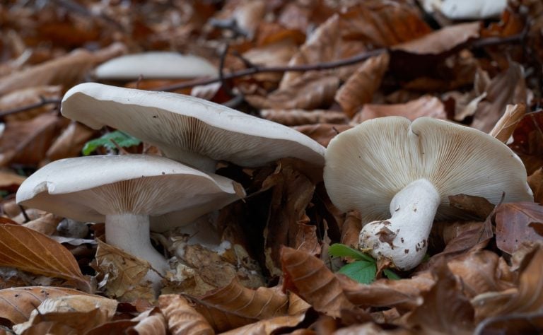 The Complete Guide to Elm Oyster Mushrooms | GroCycle