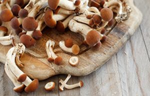 The Ultimate Guide to Pioppino Mushrooms | GroCycle