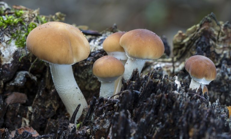 The Ultimate Guide to Pioppino Mushrooms | GroCycle