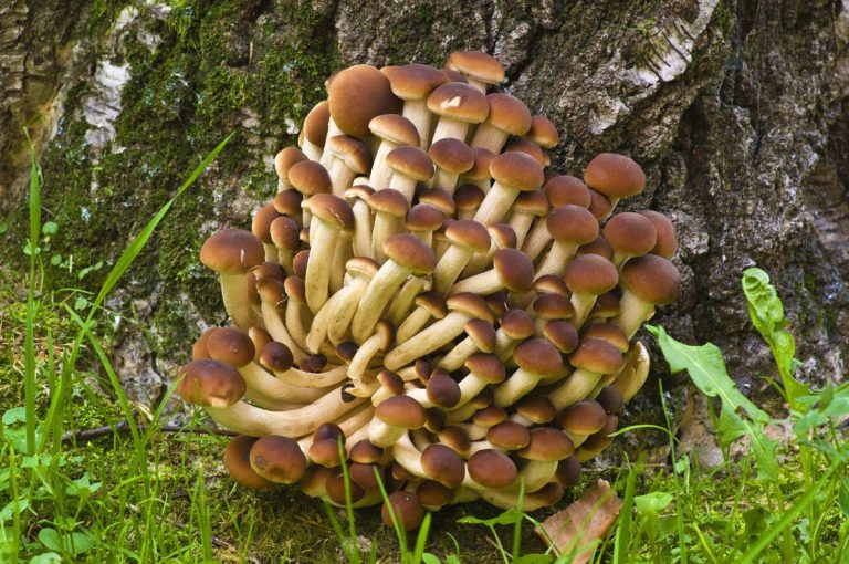 The Ultimate Guide to Pioppino Mushrooms | GroCycle