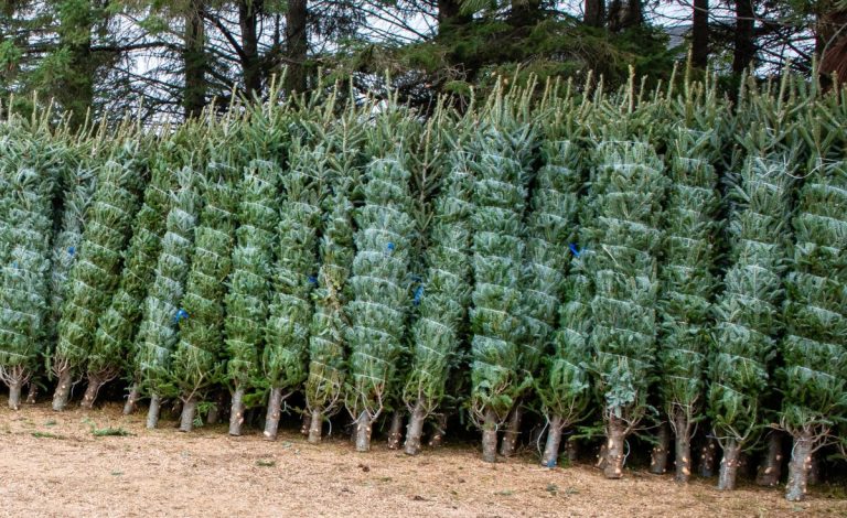 How Much Money Does a Christmas Tree Farm Make? A Breakdown | GroCycle