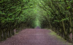 Rows-of-filbert-trees | GroCycle