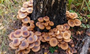 The Ultimate Guide to Parasitic Mushrooms | GroCycle