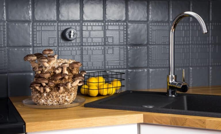What Are Mushroom Spores, and Are They Safe? | GroCycle