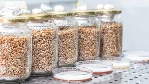 Mushroom Inoculation: Spawn, Substrate, Logs & Beds | GroCycle