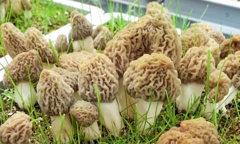 How to Grow Morel Mushrooms: The Ultimate Guide | GroCycle
