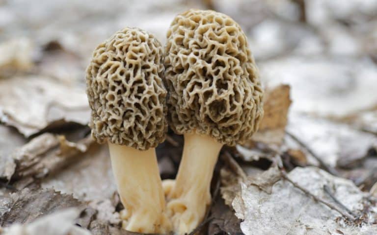 How to Grow Morel Mushrooms: The Ultimate Guide | GroCycle