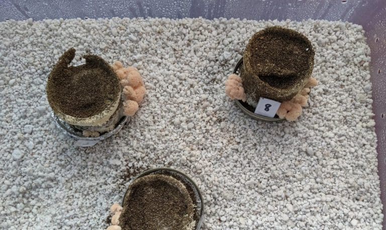 Understanding Humidifiers for Mushroom Growing | GroCycle