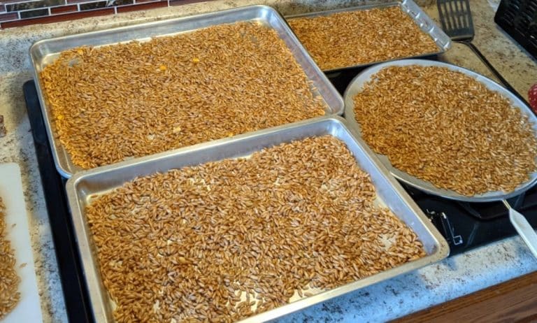 How to Make Grain Spawn at Home: A Step-by-Step Guide | GroCycle
