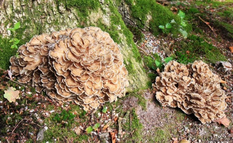 How to Grow Maitake Mushrooms: A Step-by-Step Guide | GroCycle