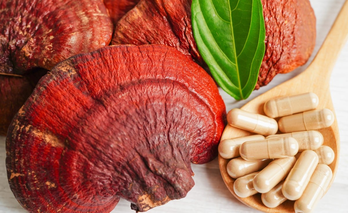 Top 3 Best Mushrooms for Better Sleep | GroCycle