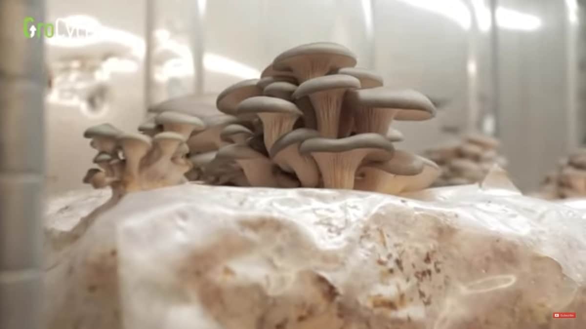 Mushroom Farm Examples: What a Mushroom Farm Looks Like | GroCycle